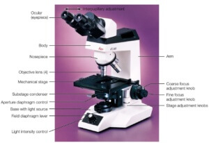 Compound Microscope vs. Stereo Microscope - Microscope and Laboratory ...