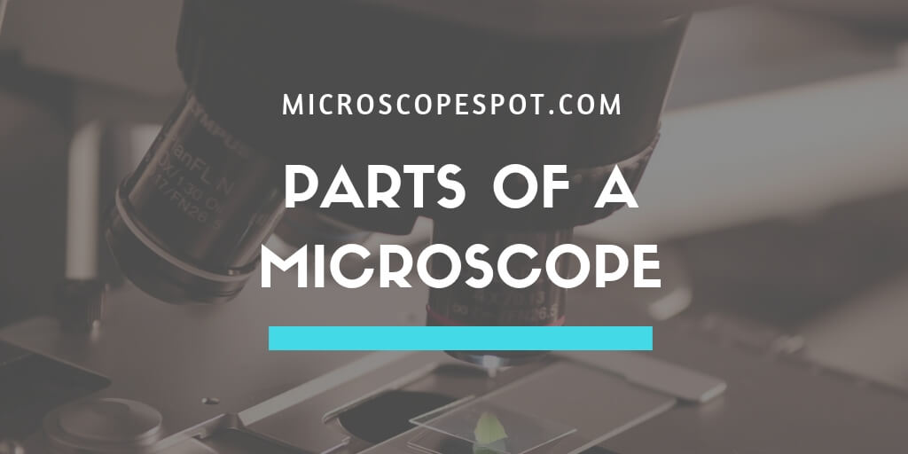 Parts of a Microscope – The Comprehensive Guide - MicroscopeSpot