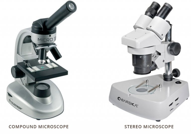 Compound Microscopes vs. Stereo Microscopes - MicroscopeSpot